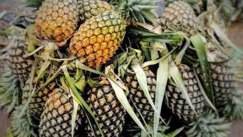 Tripura Global Pineapple Festival 2026 | Delhi-Fun-Dos.com